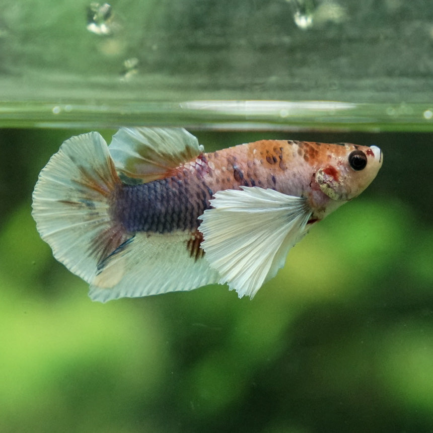 Dumbo Candy- 15 weeks Old – Betta Squad USA, LLC.