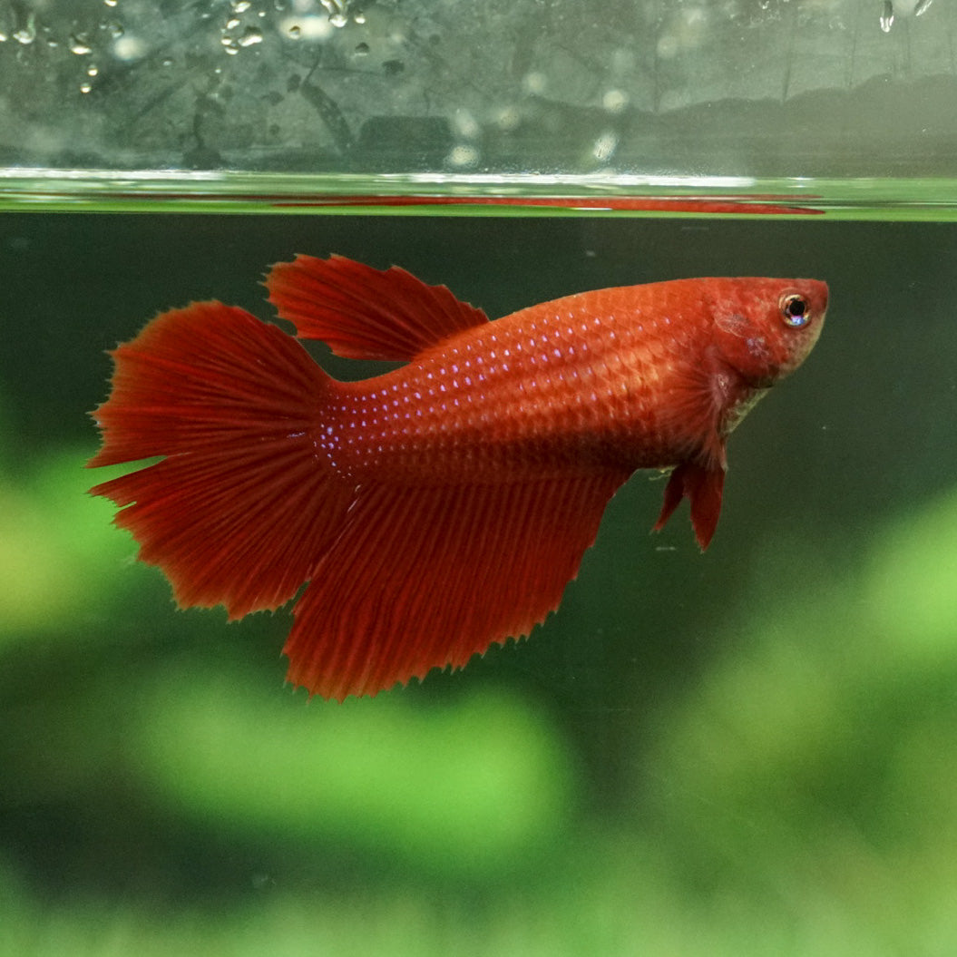 Halfmoon - Female – Betta Squad USA, LLC.