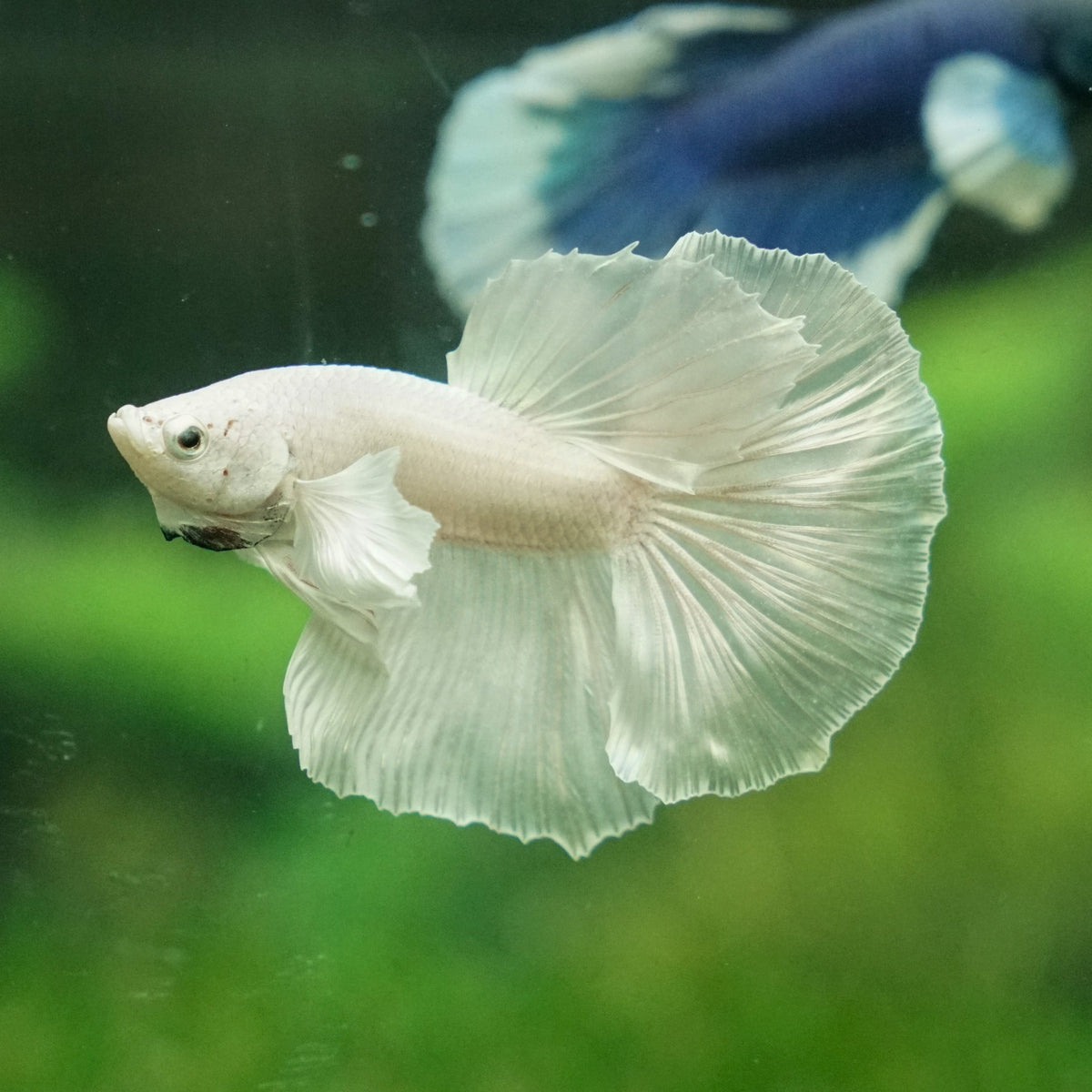 Platinum Dumbo Halfmoon - 12 weeks old - Grade A – Betta Squad USA, LLC.