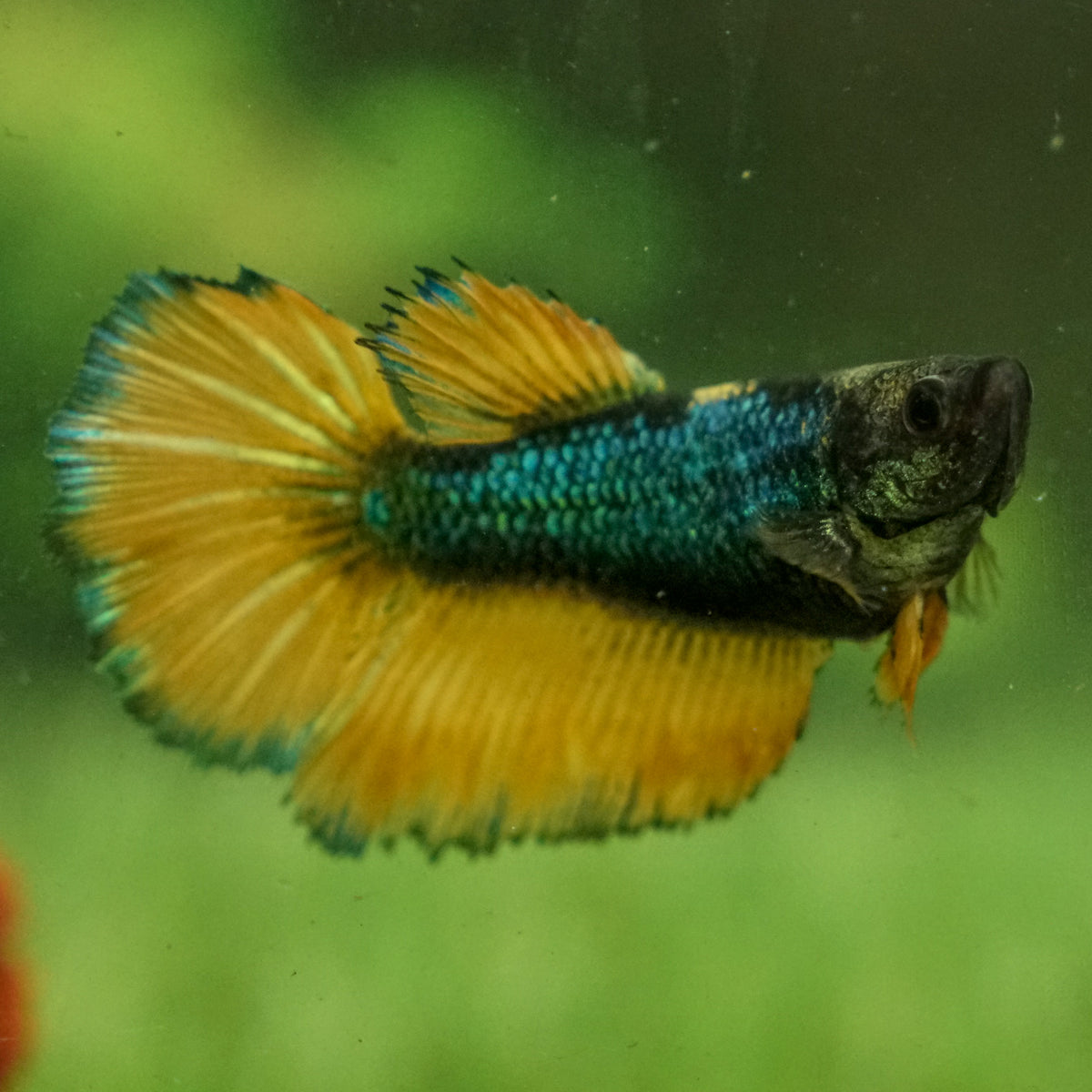 Halfmoon - Female – Betta Squad USA, LLC.