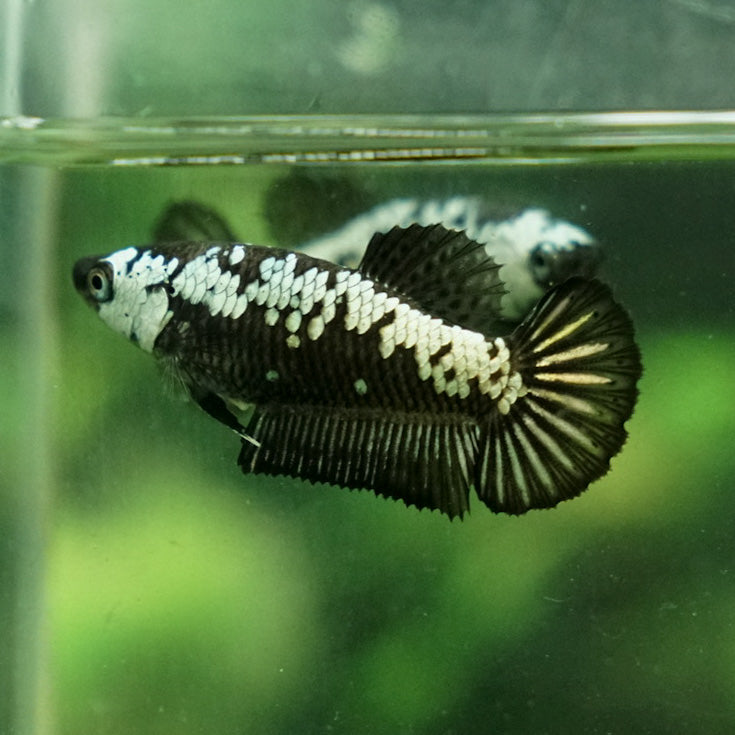 Samurai Plakat 11 week - Female – Betta Squad USA, LLC.