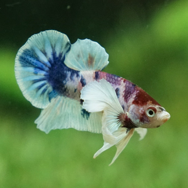 Dumbo Candy- 15 weeks Old – Betta Squad USA, LLC.