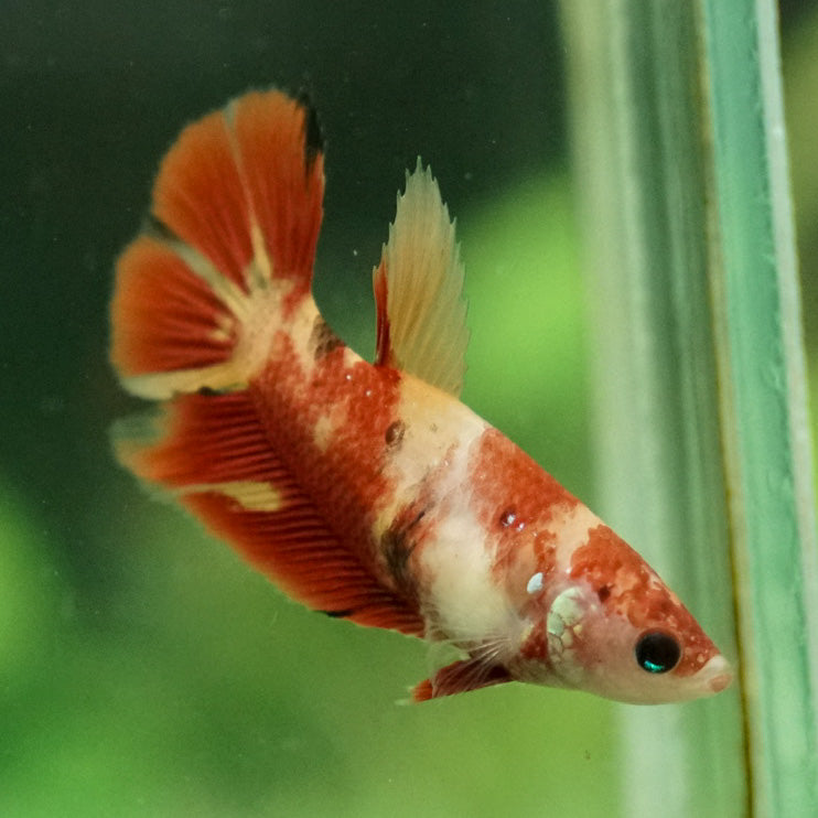 Koi Halfmoon - Female – Betta Squad USA, LLC.