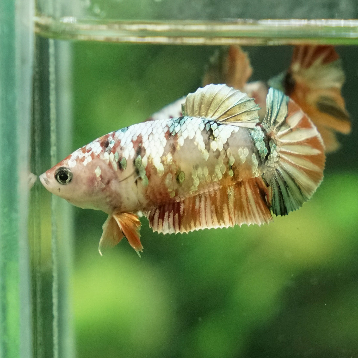 Galaxy Koi Plakat- Female – Betta Squad USA, LLC.