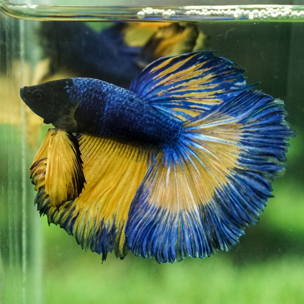 Mustard Gas Halfmoon - 15 weeks old – Betta Squad USA, LLC.