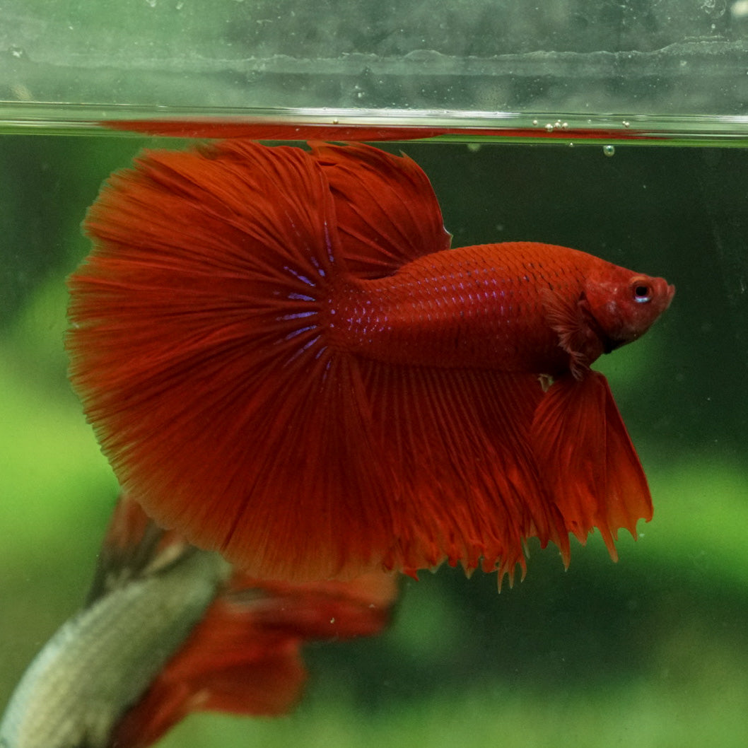 Halfmoon - 11 weeks old – Betta Squad USA, LLC.