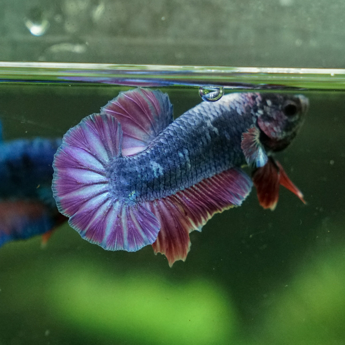 Plakat -12 weeks Old – Betta Squad USA, LLC.