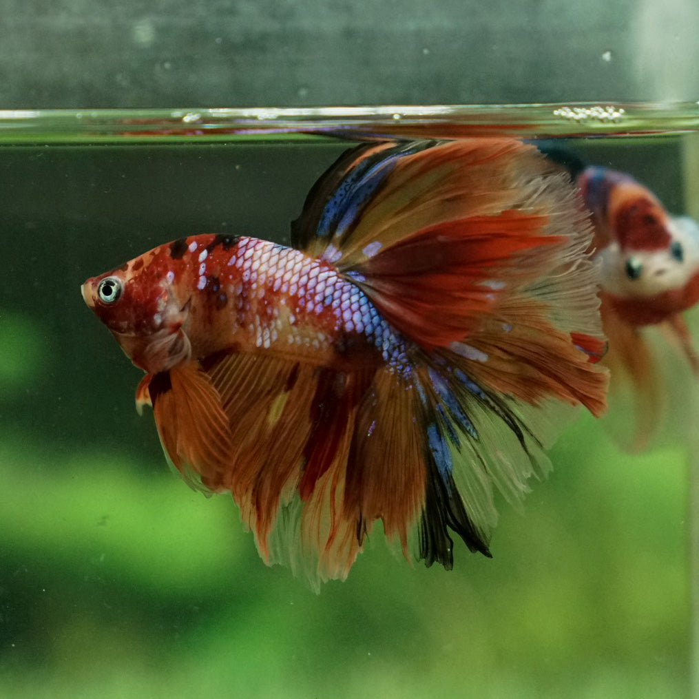 Galaxy Koi Halfmoon - 12 weeks old – Betta Squad USA, LLC.