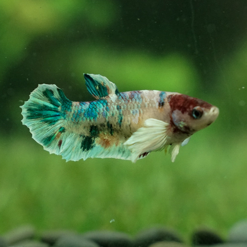 Candy Dumbo- Female – Betta Squad USA, LLC.