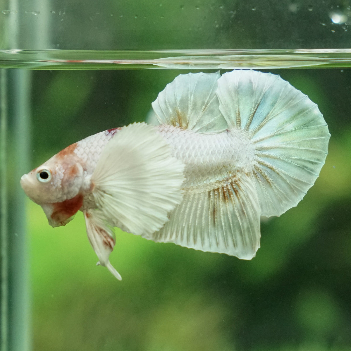 Nemo Copper Dumbo Plakat - 13 weeks old – Betta Squad USA, LLC.