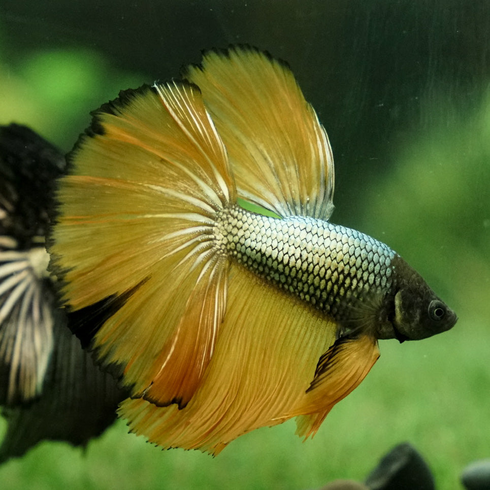 Halfmoon - 14 weeks old – Betta Squad USA, LLC.