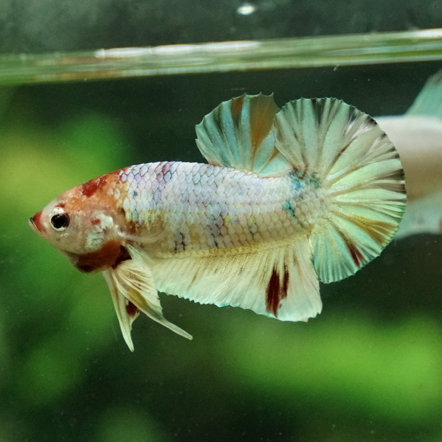Multicolor/Galaxy Koi Plakat -12 weeks Old – Betta Squad USA, LLC.