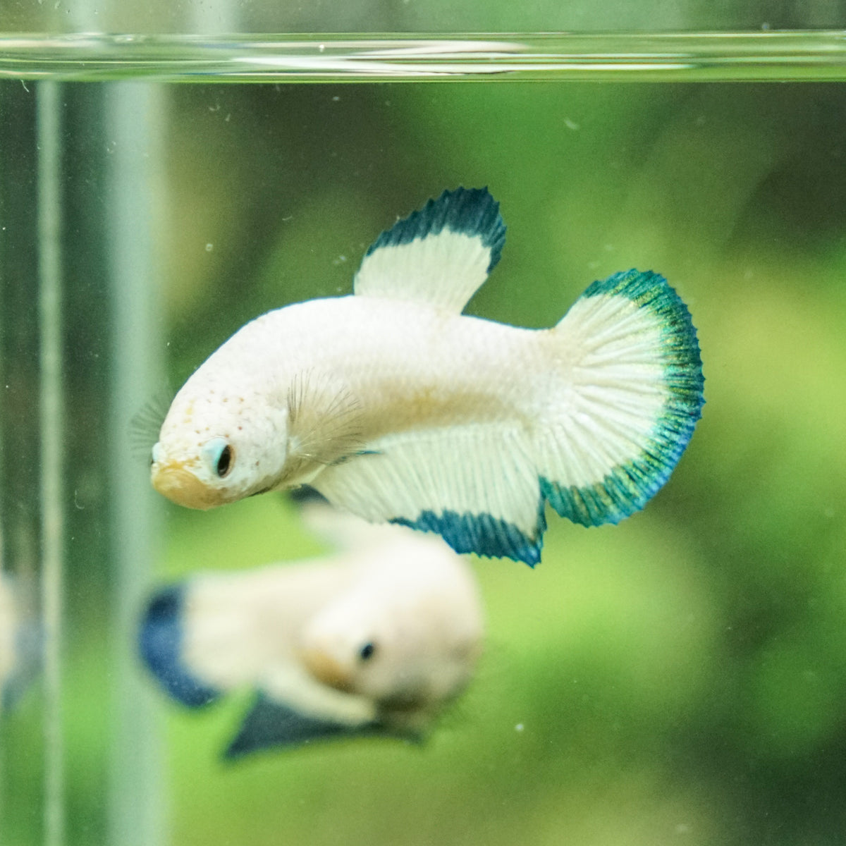 Blue Rim Plakat- Female – Betta Squad USA, LLC.