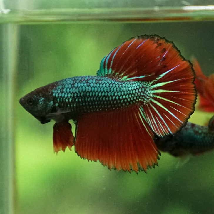 Halfmoon - 10 weeks old – Betta Squad USA, LLC.