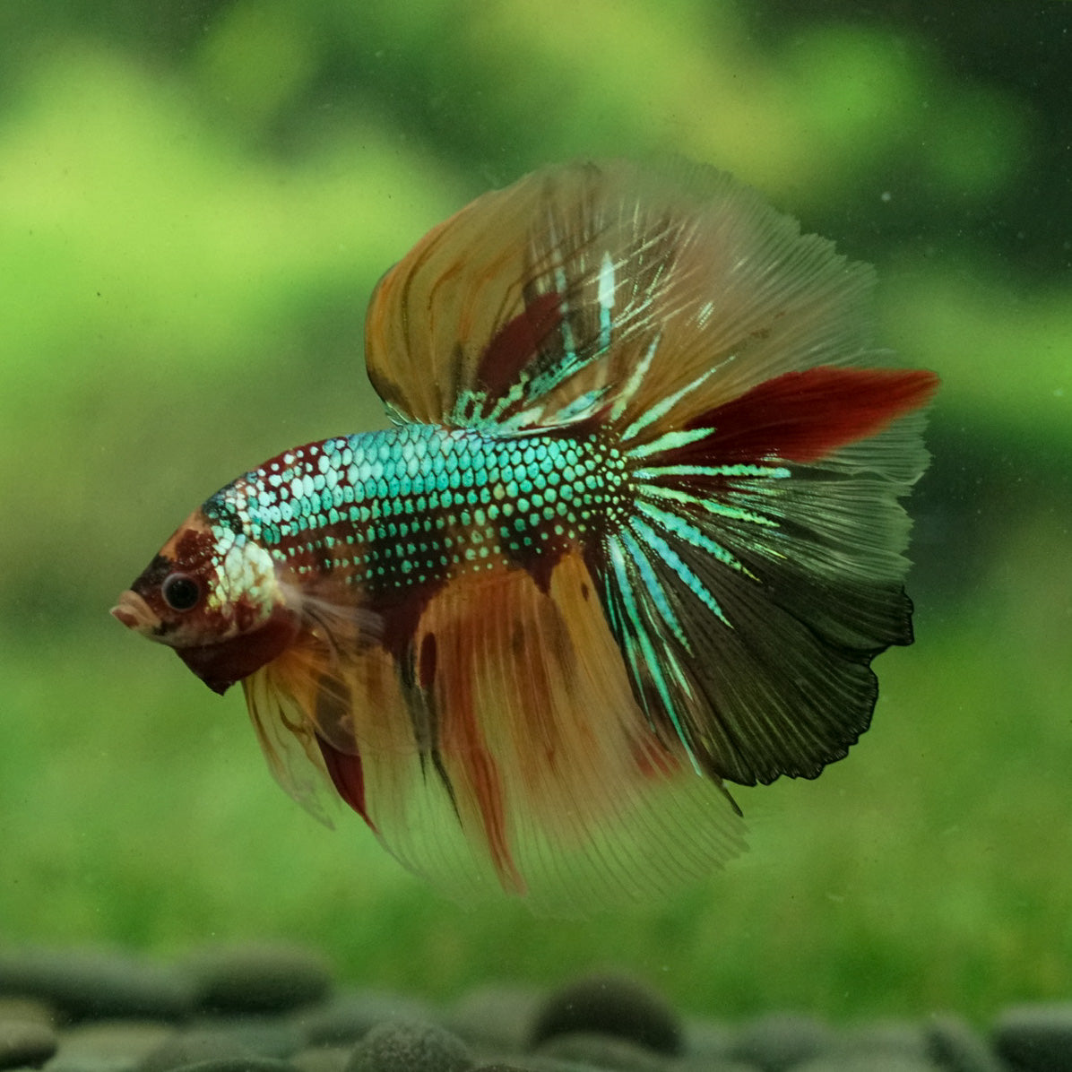 Galaxy Koi Halfmoon - 14 weeks old – Betta Squad USA, LLC.