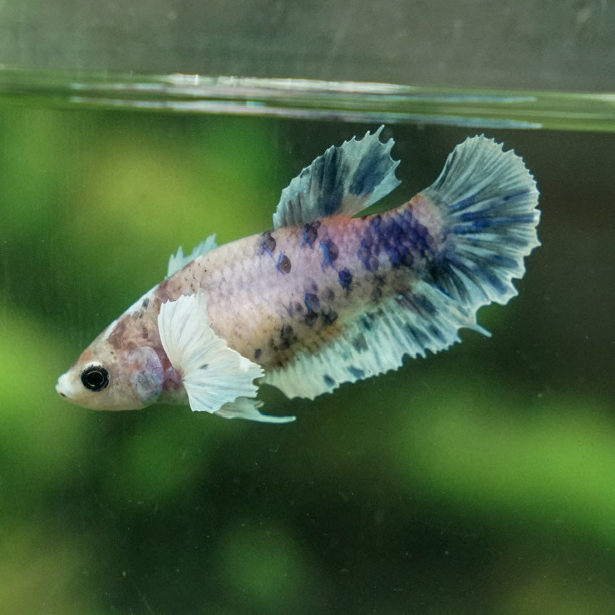 Candy Dumbo- Female – Betta Squad USA, LLC.