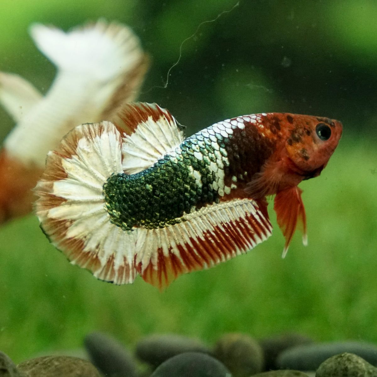 Orange Fancy Copper – Betta Squad USA, LLC.