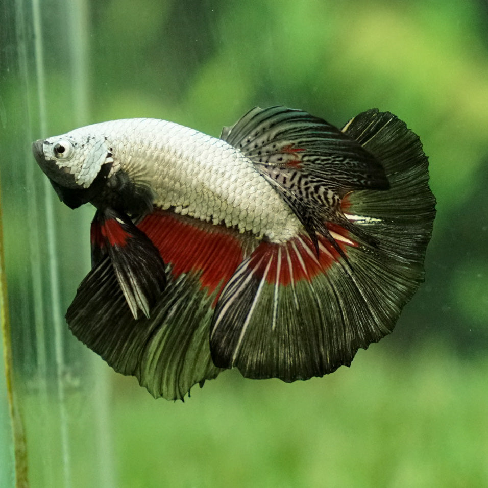 Halfmoon - 14 weeks old – Betta Squad USA, LLC.