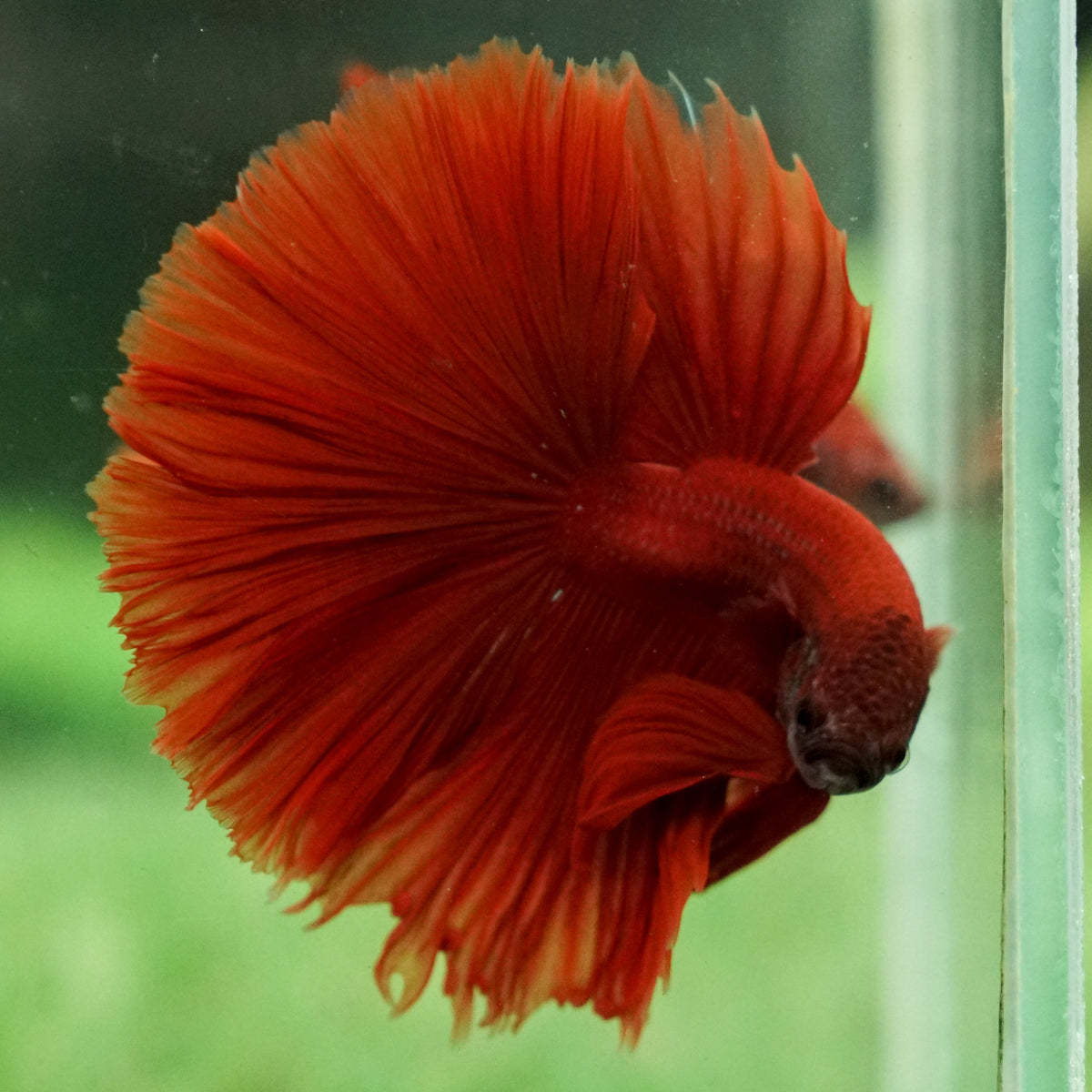 Halfmoon - 15 weeks old – Betta Squad USA, LLC.