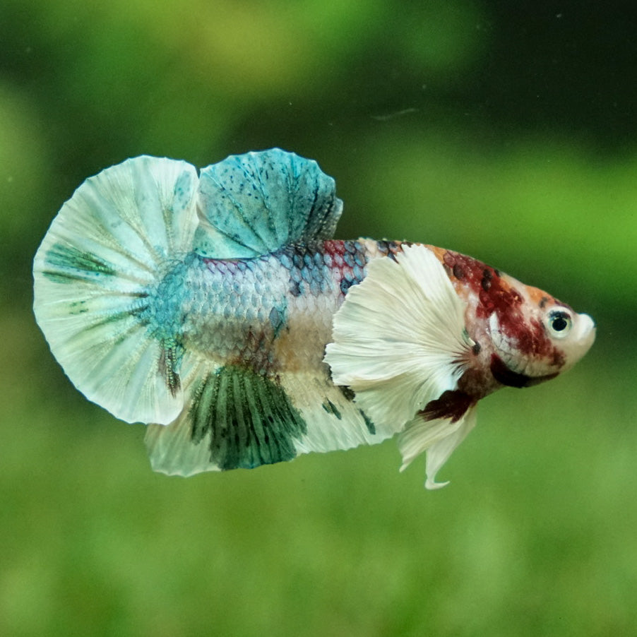 Dumbo Candy- 15 weeks Old – Betta Squad USA, LLC.